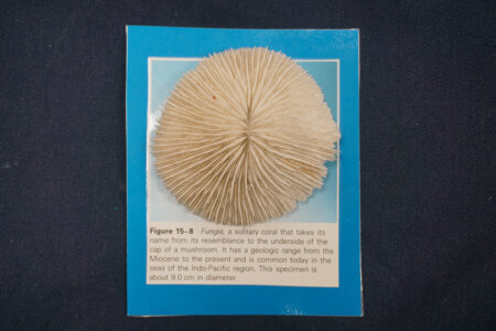 Fitzgerald Earth Science Museum